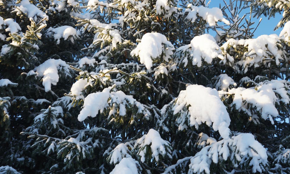 Stay Cosy and Productive: A Guide to Contingency Plans for Winter